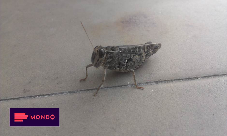 Insketi koje vrste insekata izumiru | Info | Svijet