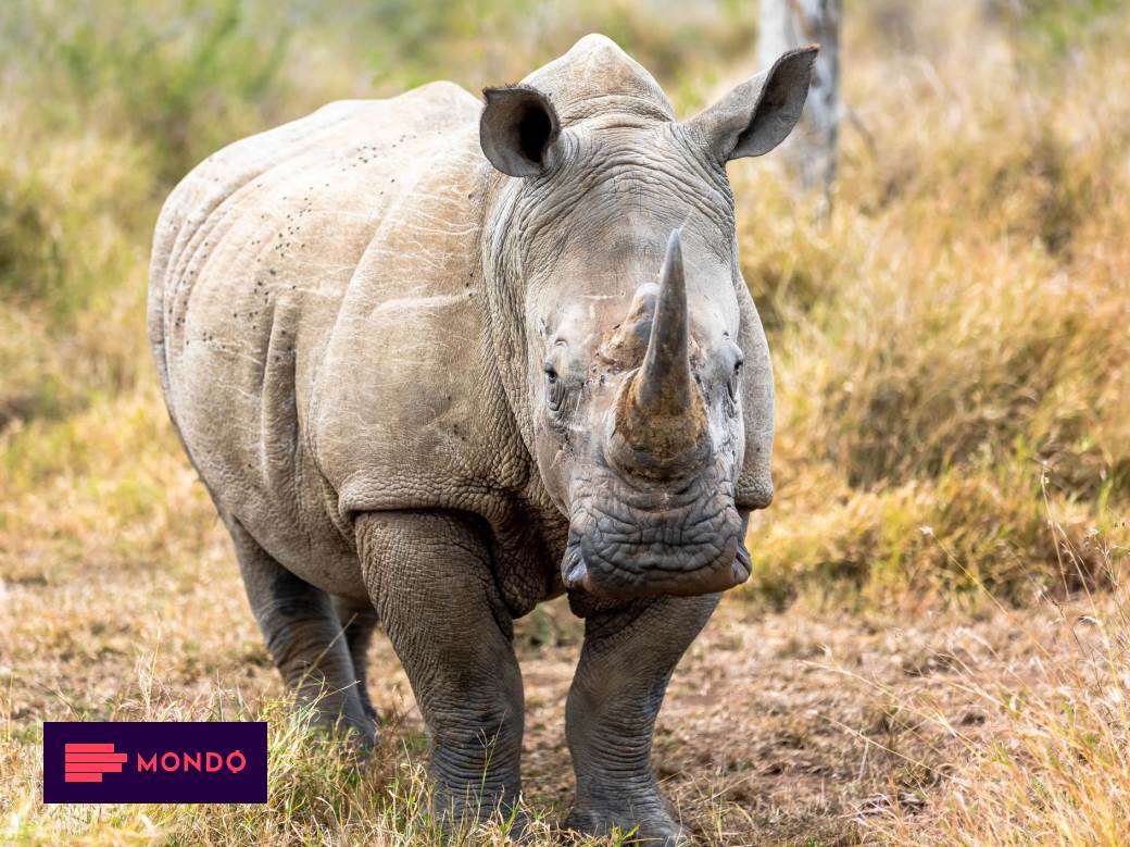 Nauka (možda) spasi bijelog nosoroga od izumiranja | Magazin | Ljubimci