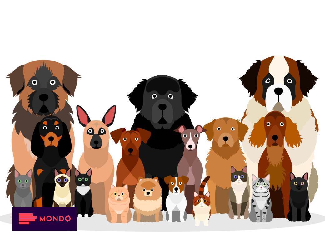 Veliki psi - idealni ljubimci: Pet rasa koje treba da uzmete u obzir ...