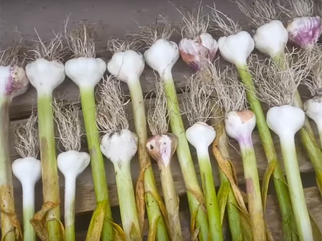 Koji je najzdraviji bijeli luk: Jednu vrstu nikad ne bi trebalo da ...