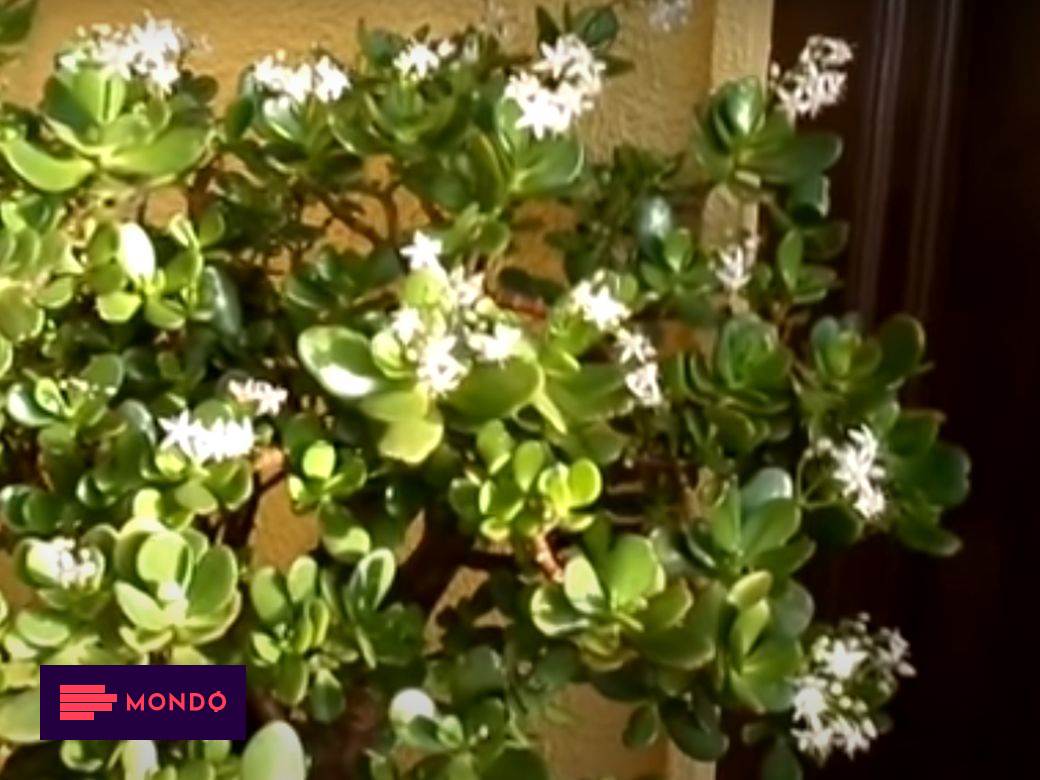 Najbolja biljka za privlačenje novca po feng šuiju je izvor velike ...