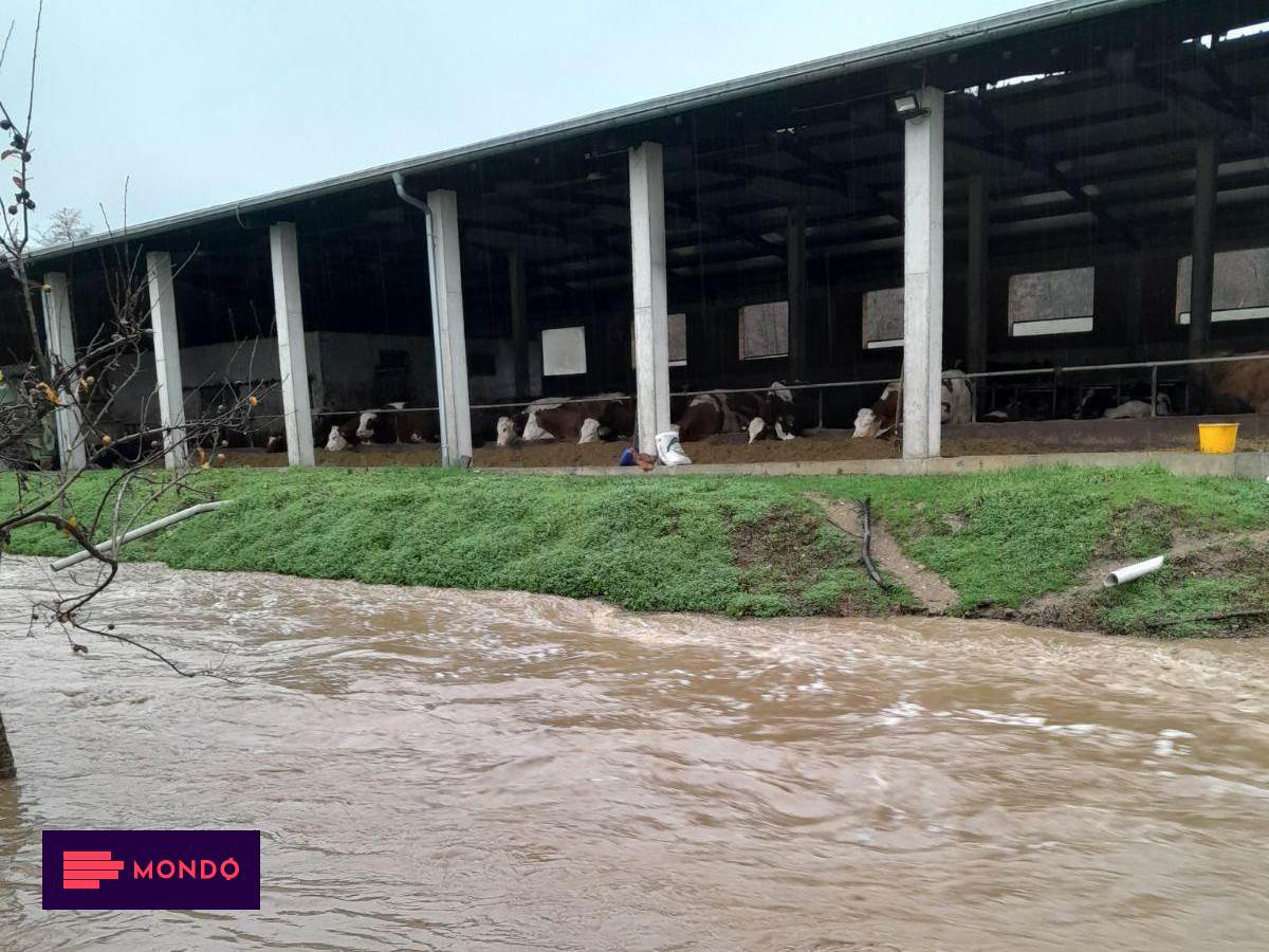 Ugrožene farme goveda kod Gradiške | Info | Društvo
