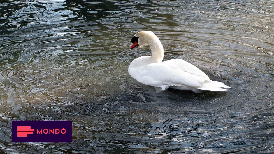Potvrđen ptičiji grip kod uginulog labuda u Hrvatskoj | Info | Region
