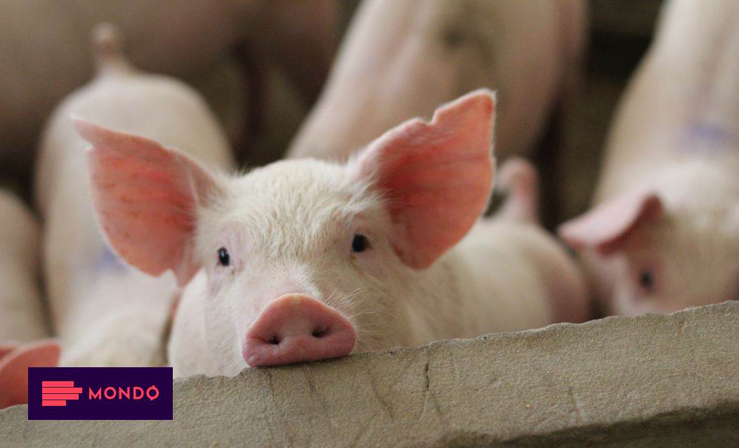 Potvrđen slučaj afričke svinjske kuge na području Bijeljine | Info ...