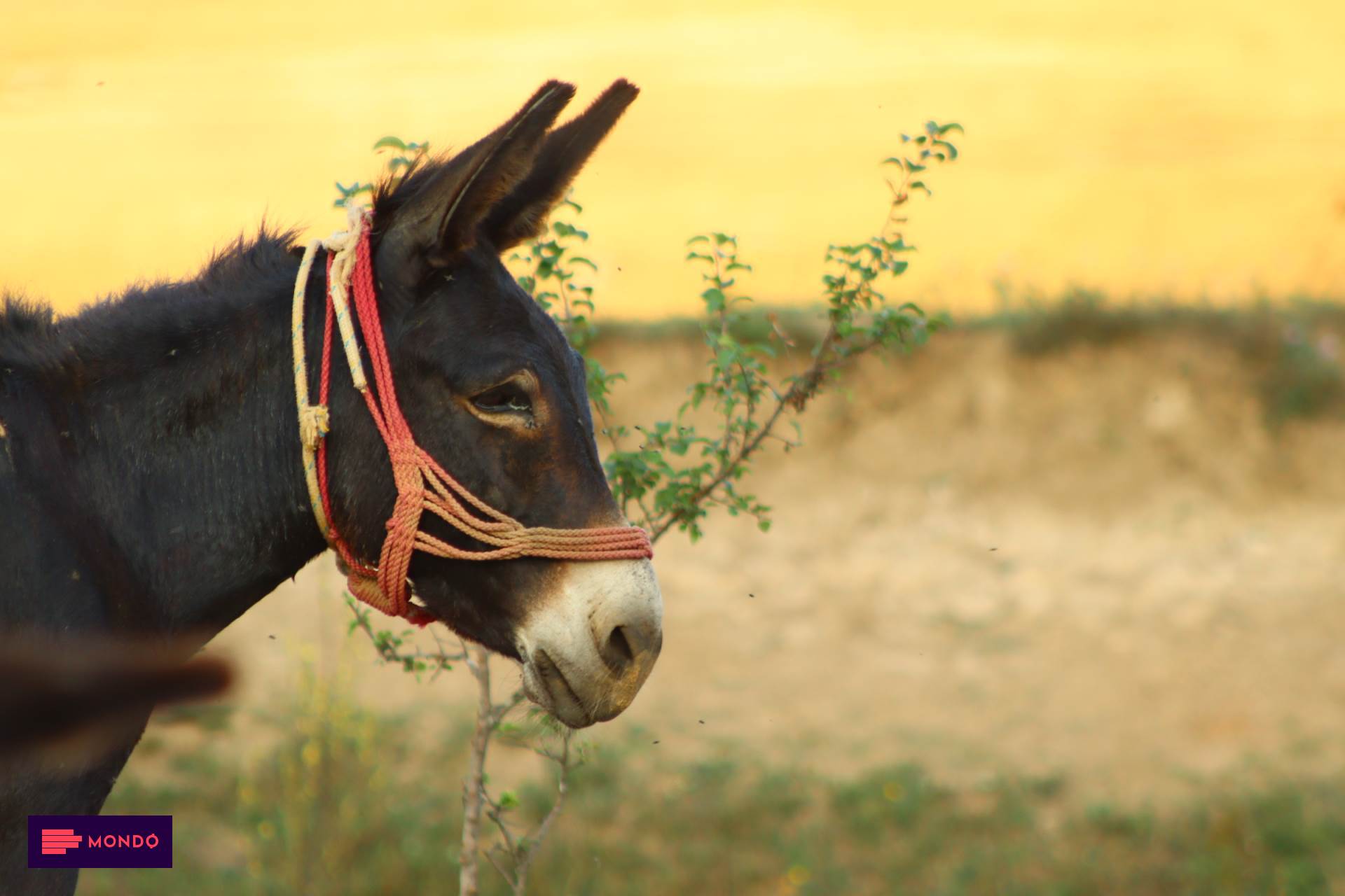 Magarci na Manjači fotografije | Zabava | Putovanja