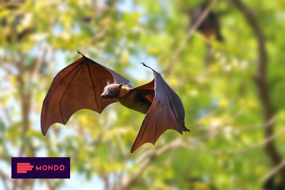 Slijepi miševi u Banjaluci | Info | Društvo