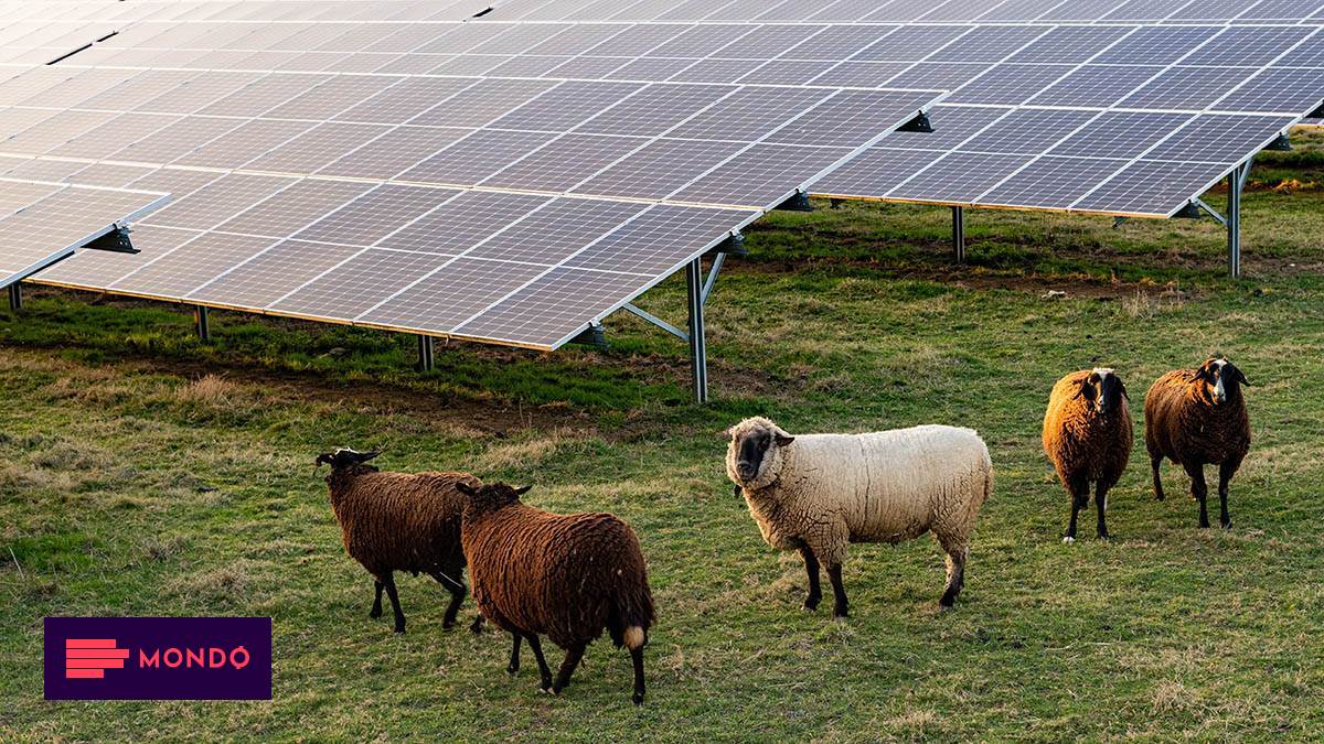 Pustinja postala travnjak: Kako je najveća solarna elektrana na svijetu ...